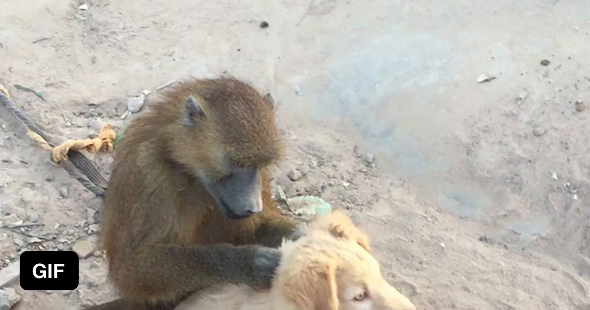 Baboon is helping his dog friend to get rid of worms. - 9GAG