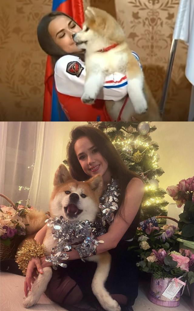 Before and after pic of Akita inu gifted to Russian Olympic gold ...