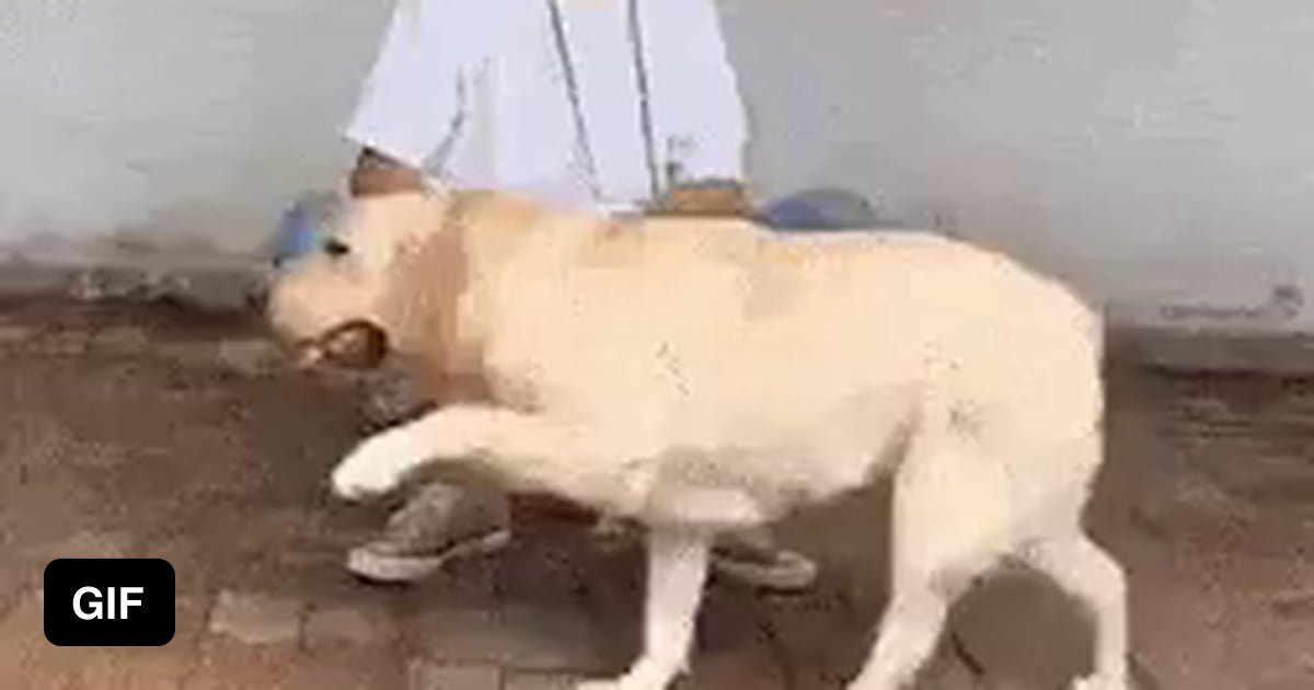 Savage doggo - 9GAG