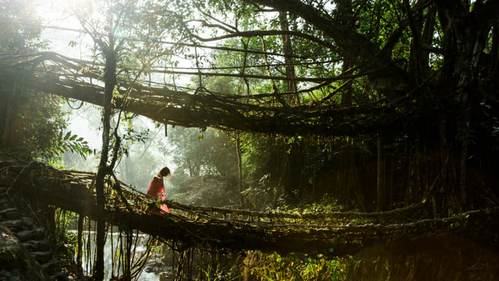 The Khasi matriarchal tribe in India has learned how to train tree ...