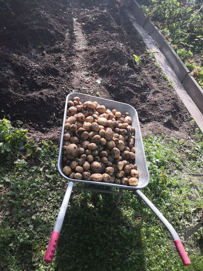 First attempt at growing potatoes (for all long posts without proper ...