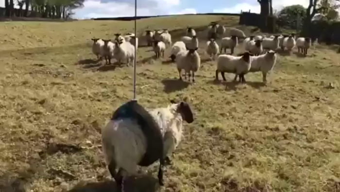 Sheep stuck in a swing, or is he? - 9GAG