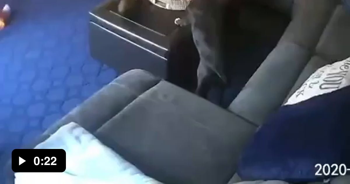 Just another prove that cats are creatures from hell. - 9GAG