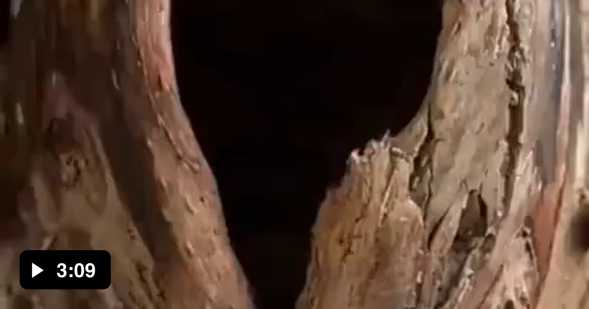 Squirrel in it's tree cavity den - 9GAG