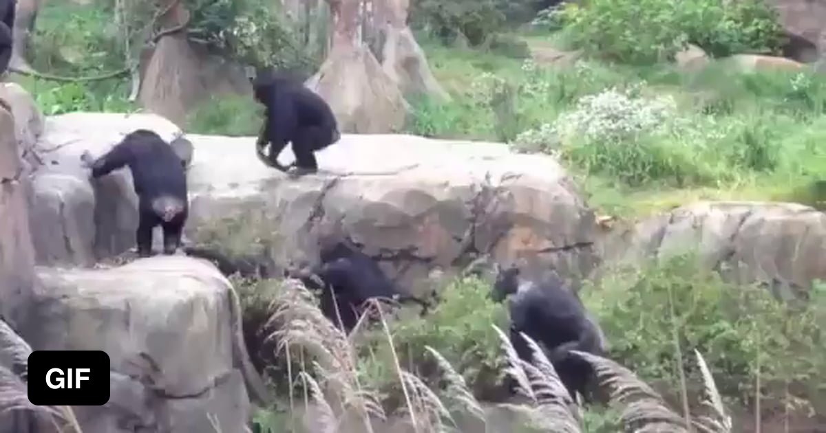 Chimps vs raccoon... captivity edition - 9GAG