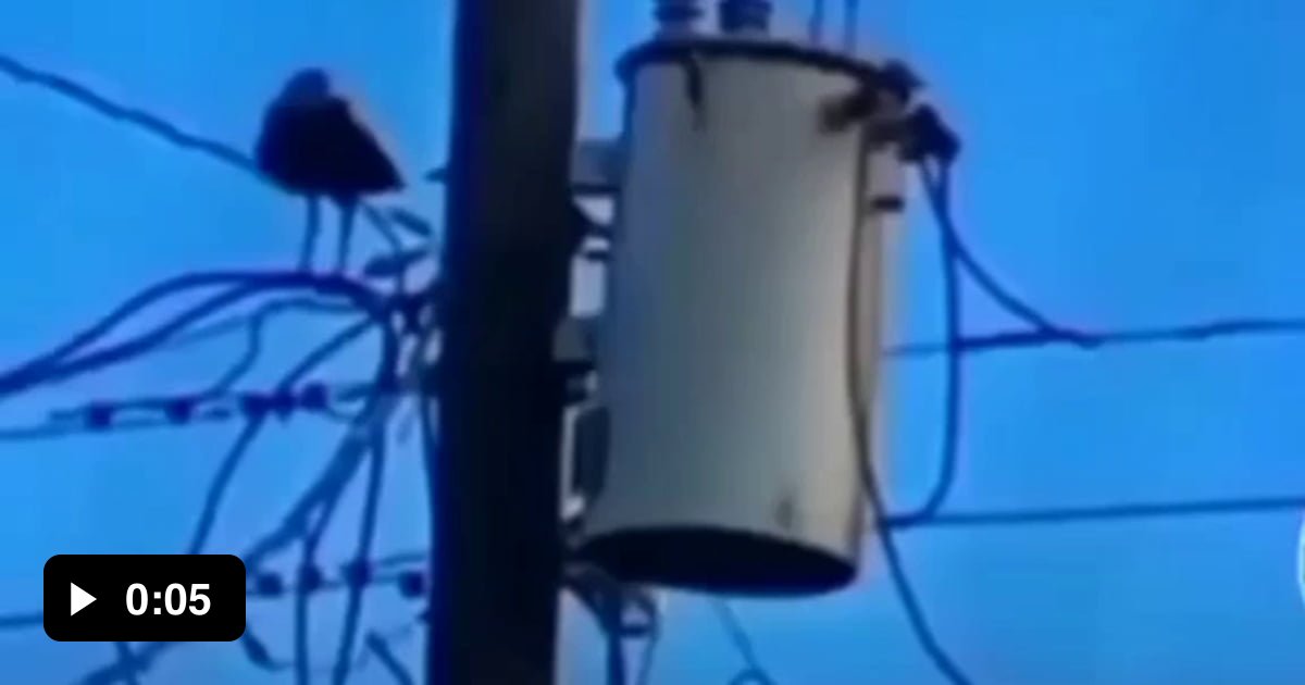 Real life Zapdos - 9GAG