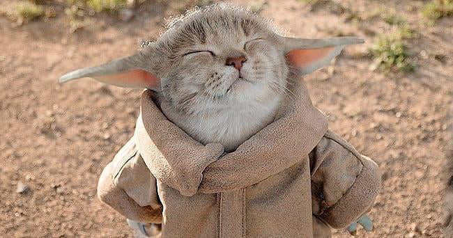 Baby yoda kitty - 9GAG