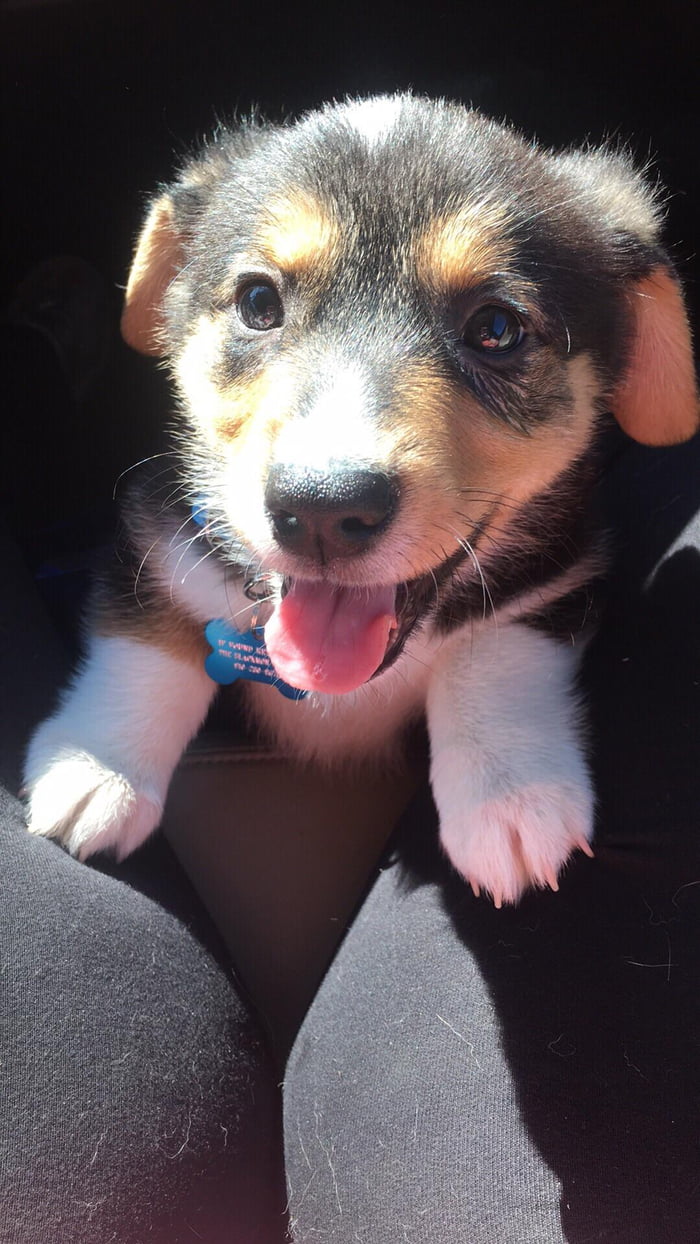 Picked up this little guy today. He is a 9 week old pembroke welsh corgi and his ears haven't ...
