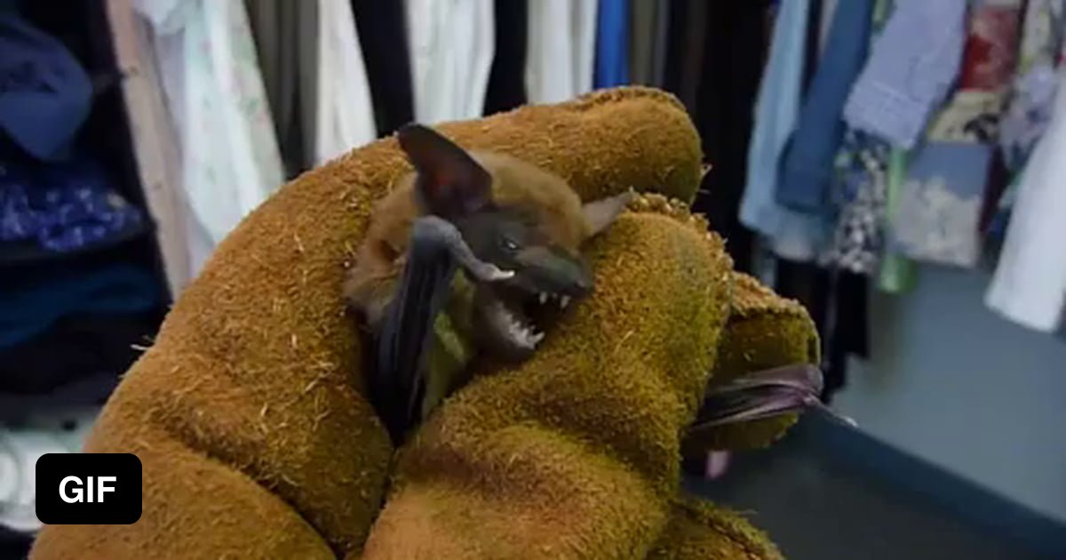 Angry bat is angry - 9GAG