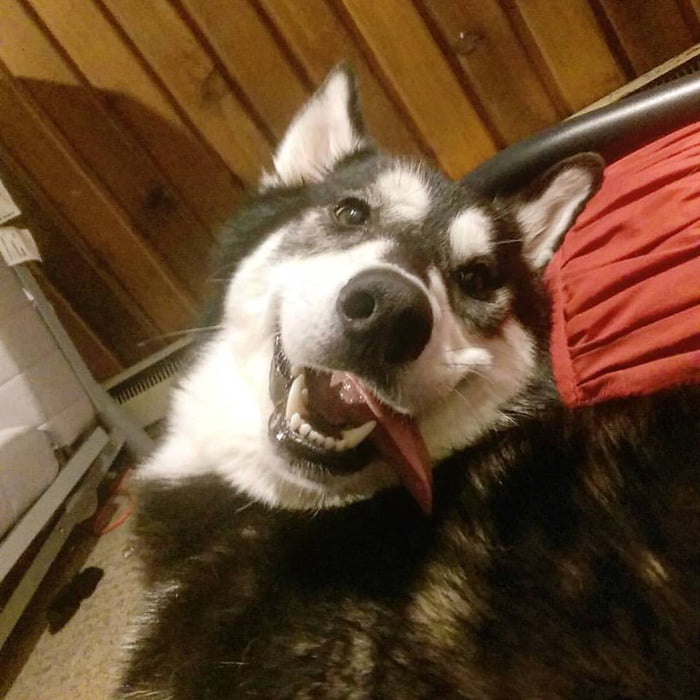 Hard to be grumpy with this goofy face looking at you. - 9GAG