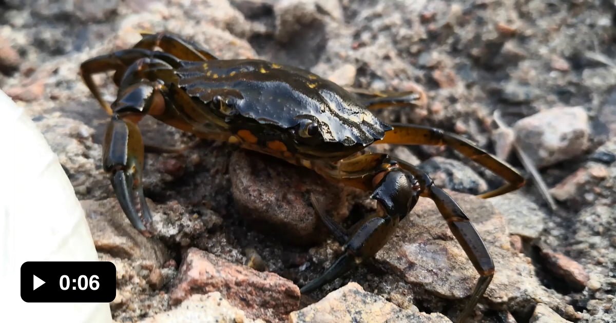 Swedish Crab blowing bubbles in HD - 9GAG