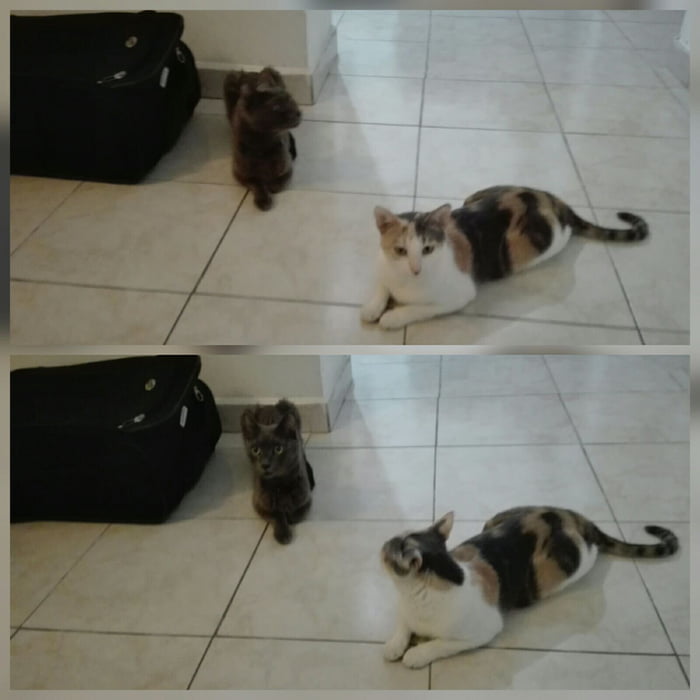 Cat got caught staring - 9GAG