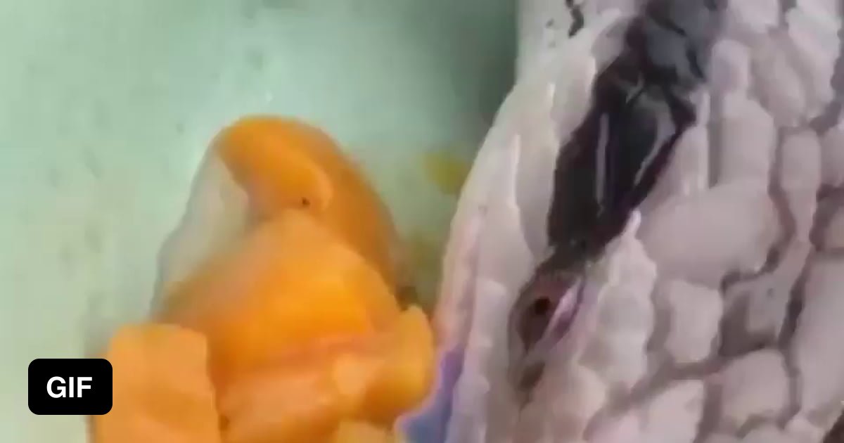 Lickity lick lick - 9GAG