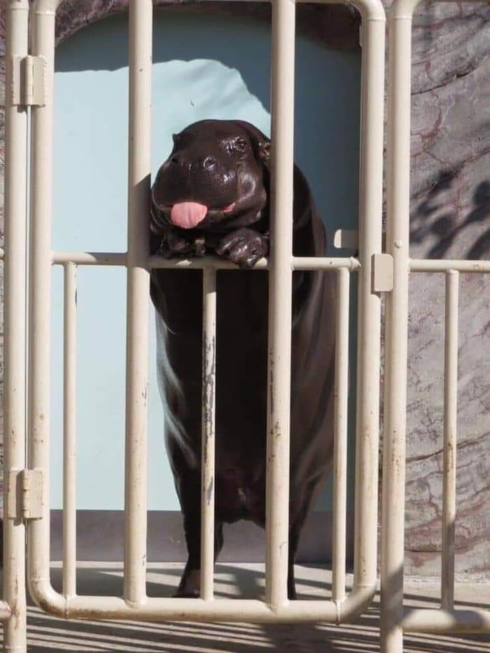 Baby hippo doing a blep - 9GAG