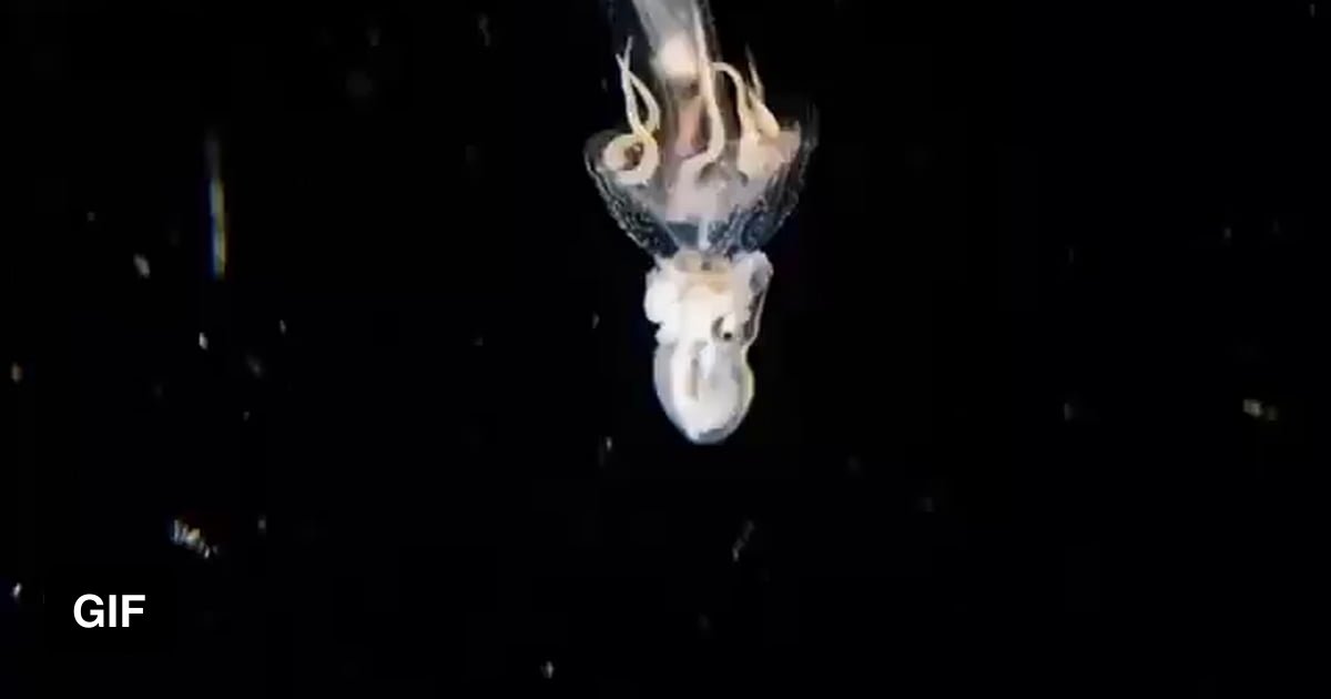 Octopus riding around on a jellyfish - 9GAG