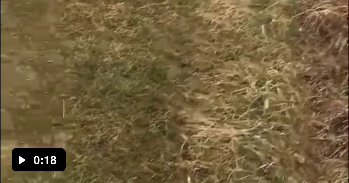 Good boy gets rid of a snake for his human. - 9GAG