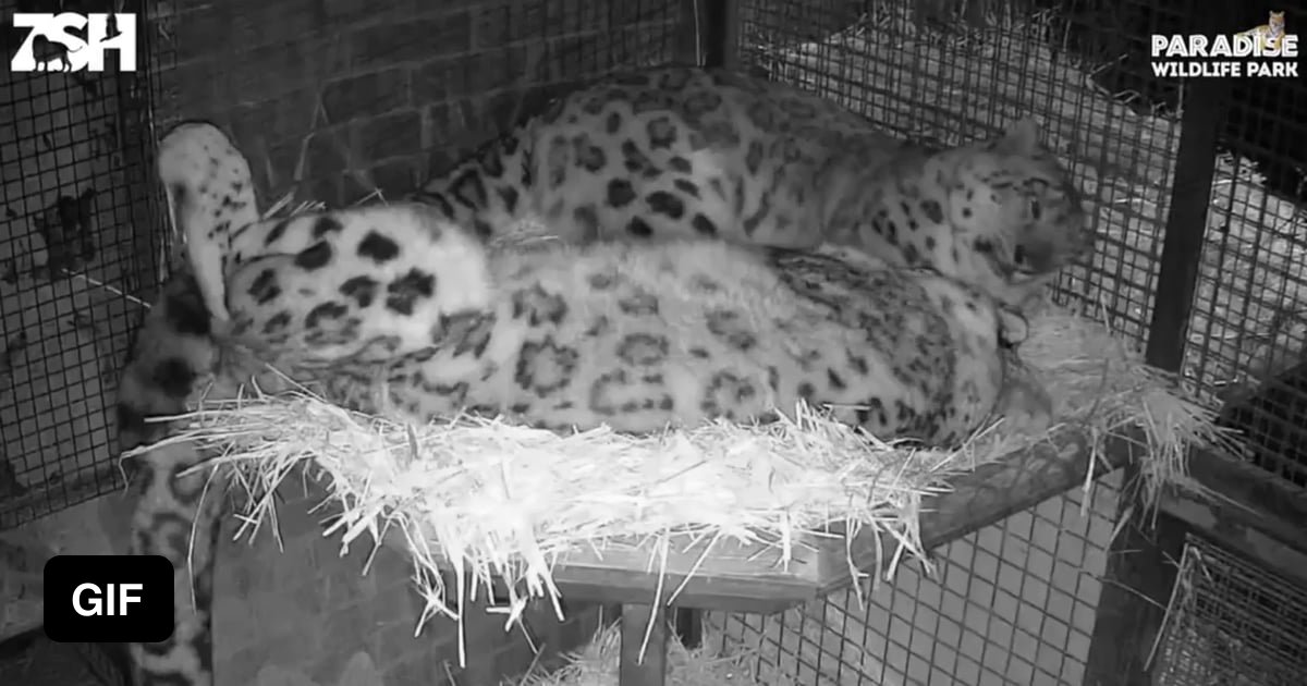 Snuggle time. - 9GAG