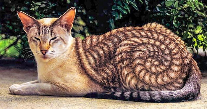 The fur pattern on this cat - 9GAG