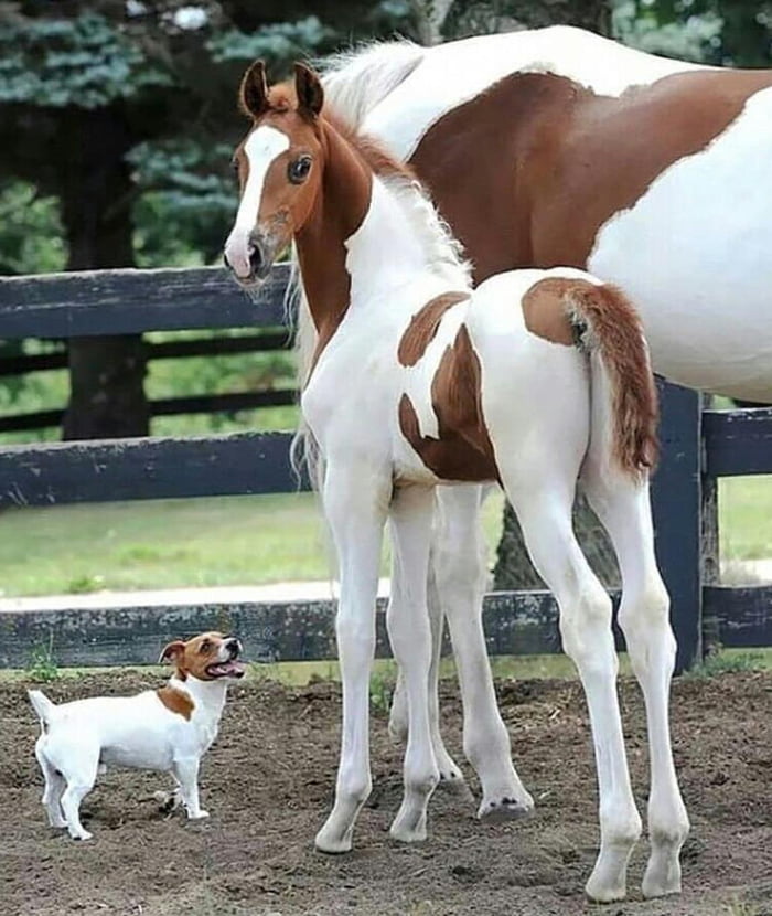 What a short horse - 9GAG