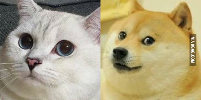 Cat doge? - 9GAG