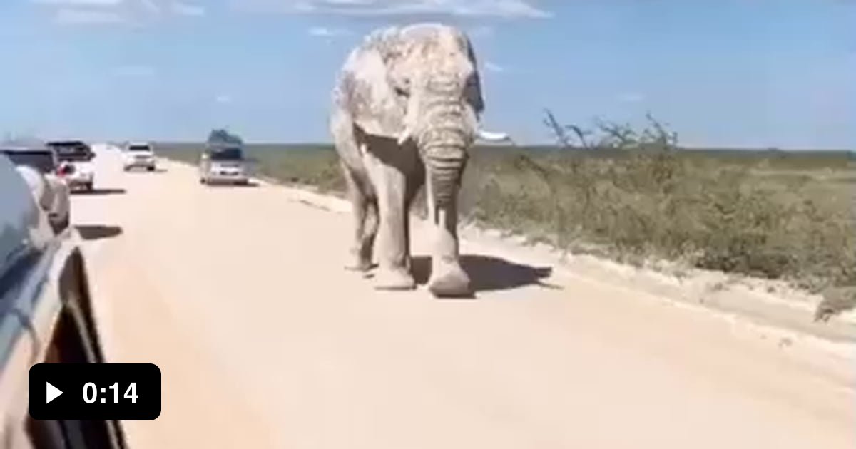Rare elephant with five legs - 9GAG
