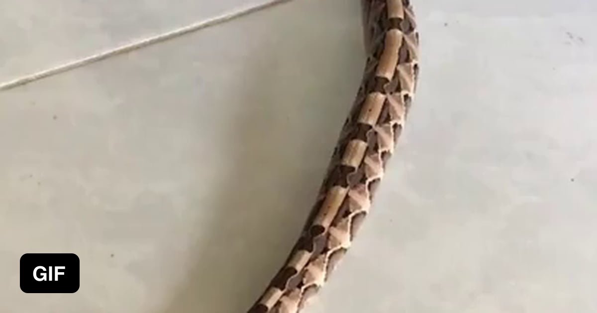 Snakes moving in straight lines freak me out - 9GAG