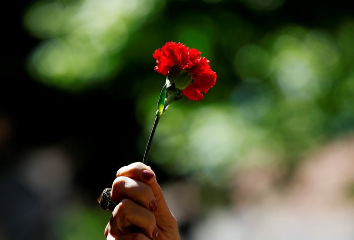 Today is the Day of freedom in Portugal. This flower symbolizes freedom ...