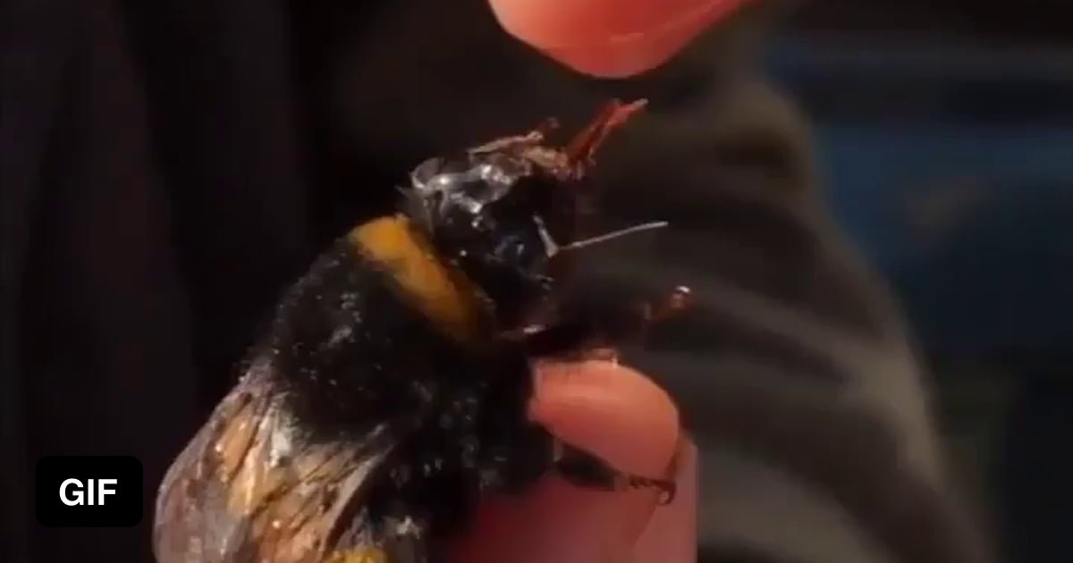 Reviving an exhausted bumble bee with sugar water - 9GAG
