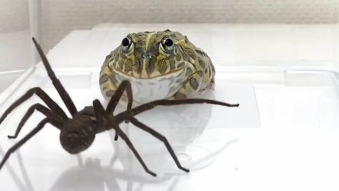 Frog vs nope - 9GAG