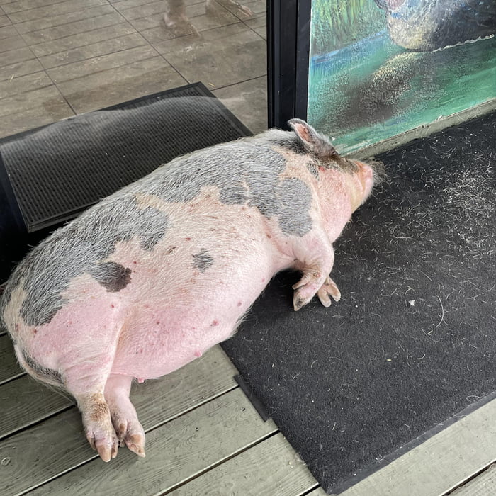 Just a pig chilling in a doorway (yes the pig is alive and it’s name is ...