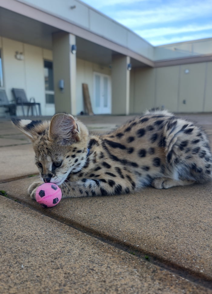 No take! Only throw - 9GAG