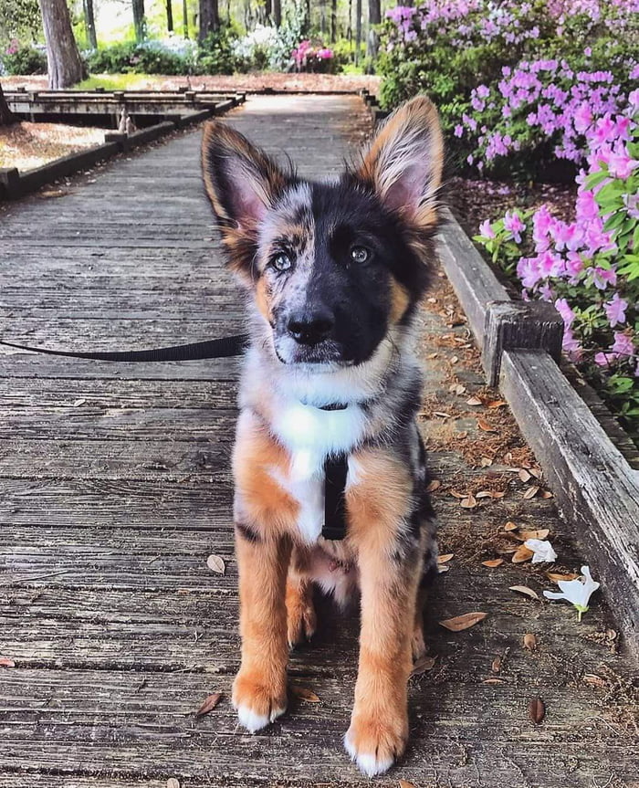 Majestic good pupper! - 9GAG