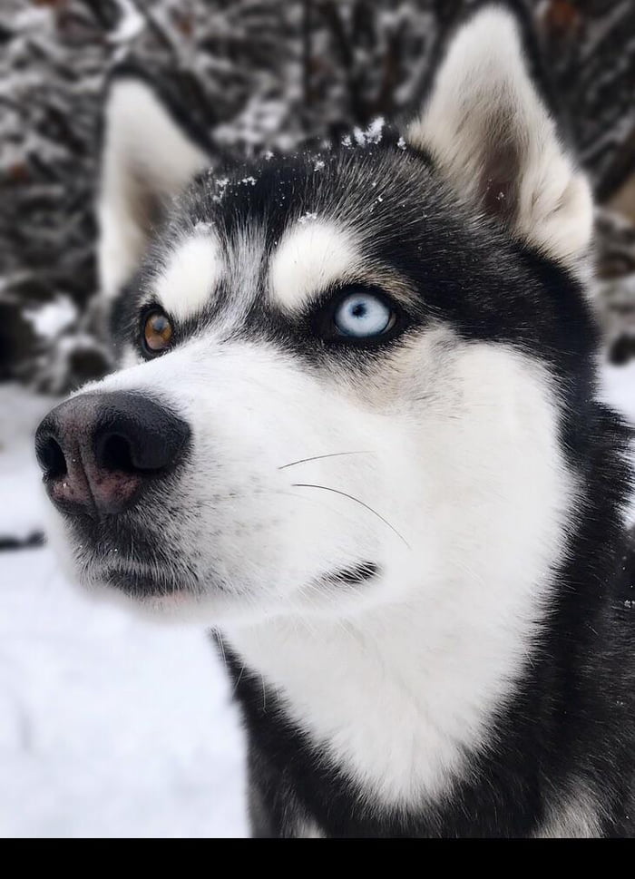 Dog has returned to bless y’all with another dose of eye bleach - 9GAG