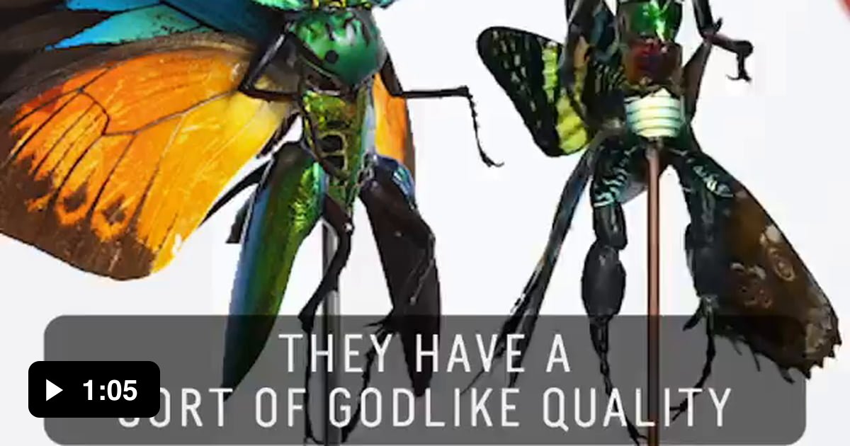 Fairy insects - 9GAG