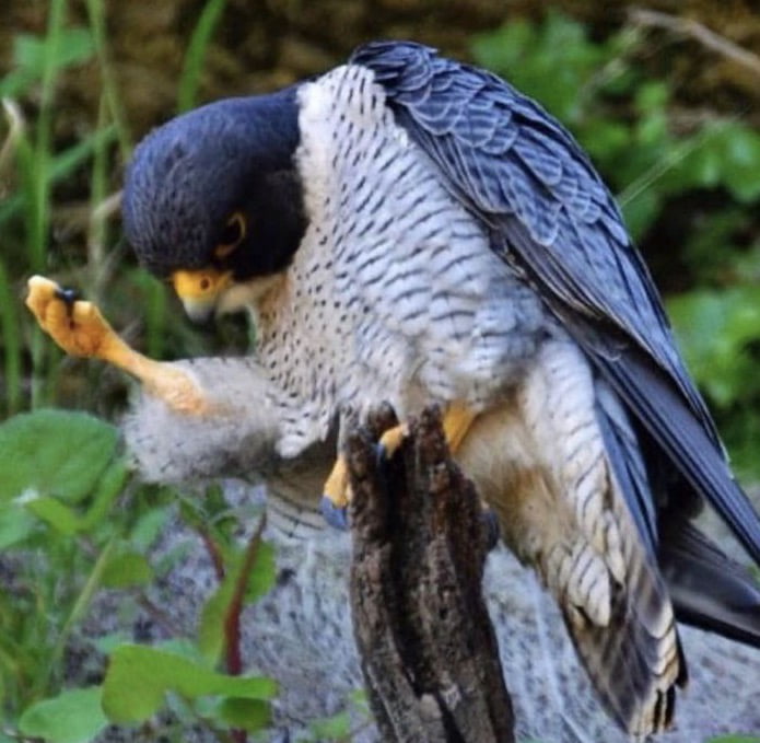 Falconie the angry Italian falcon - 9GAG