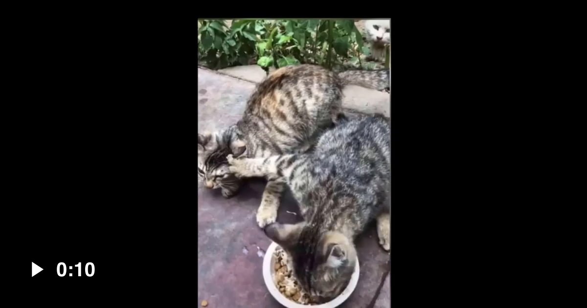 Cat Protecting His Food - 9GAG