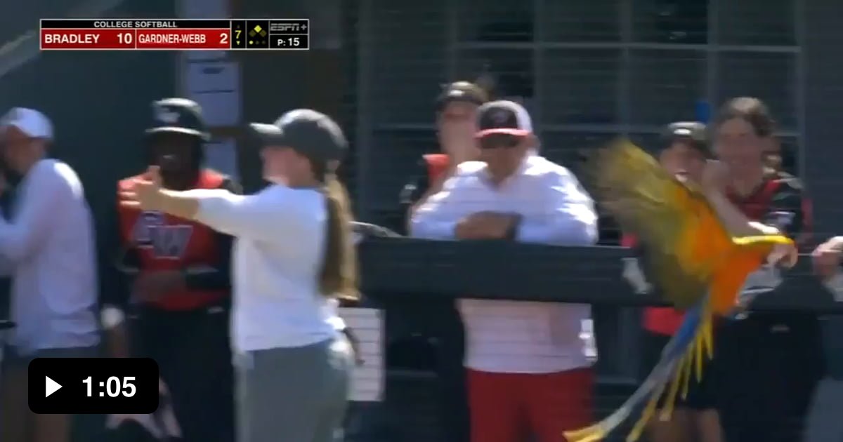 Multiple cameramen keep parrots in shot as they fly around the baseball stadium - 9GAG