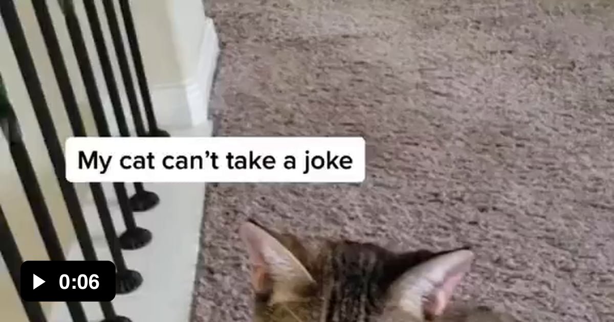 This Kat needs to take a break - 9GAG