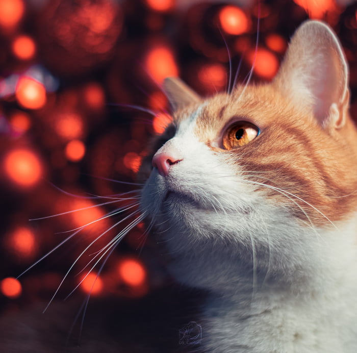 My Cat Sam and I wish you guys a merry Christmas - check the comments ...