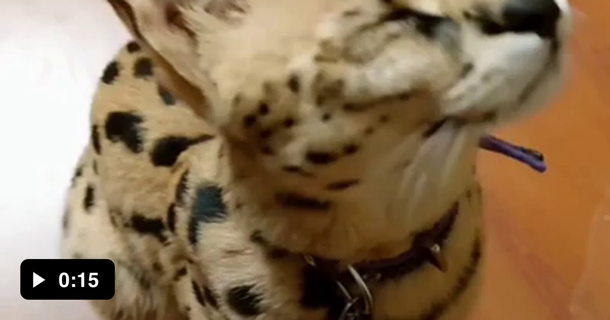 This adorable African Serval is so demanding! - 9GAG
