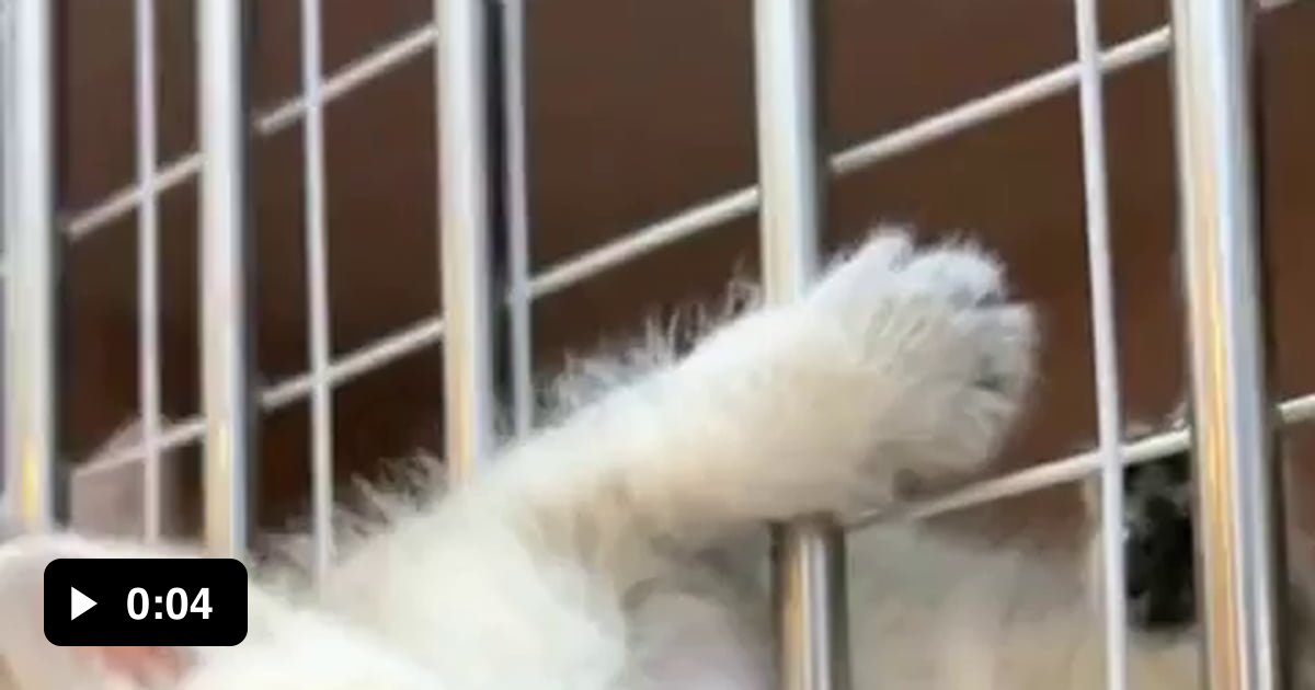 Please let me out of here meow meow !! - 9GAG