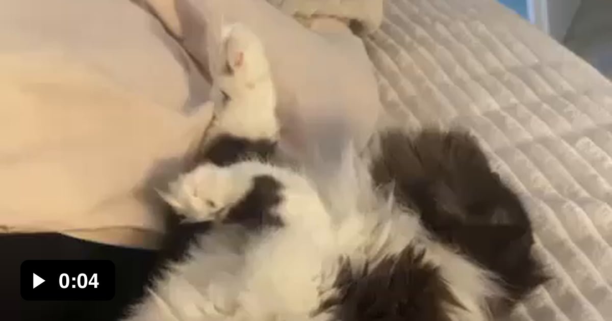 100% success rate. If you poke her she will meow - 9GAG