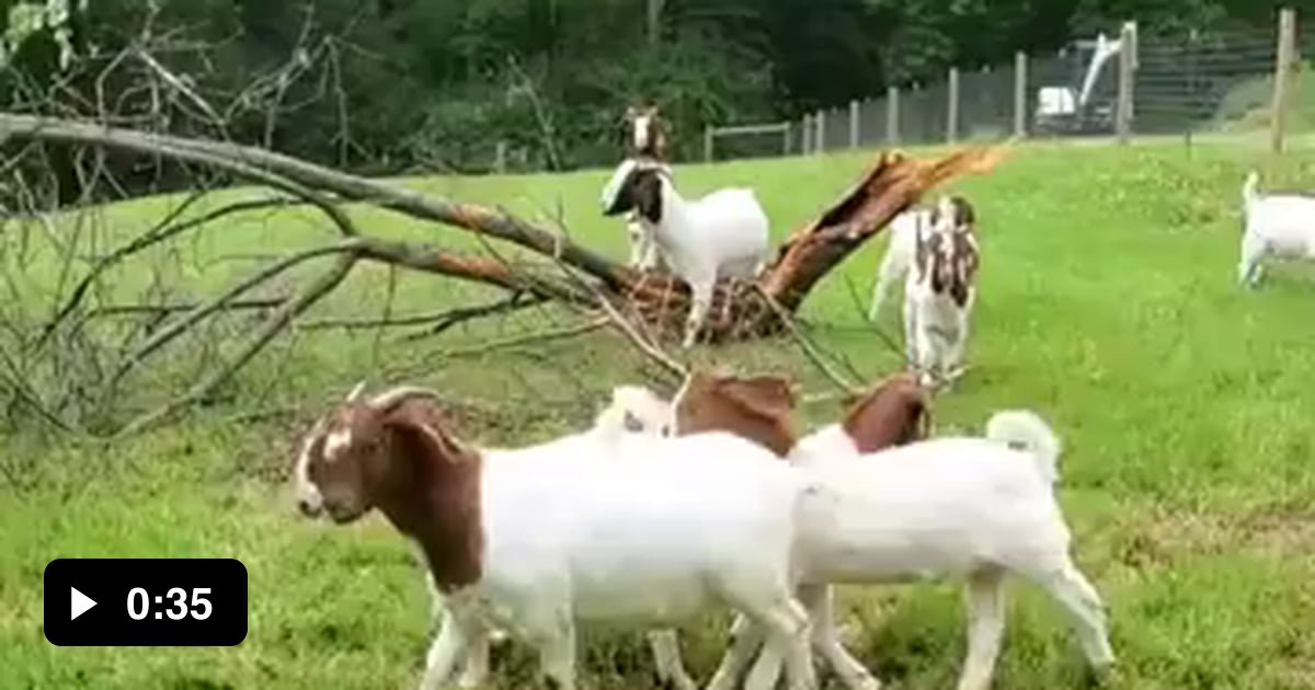 Illegally small raccoon herds a flock of goats - 9GAG