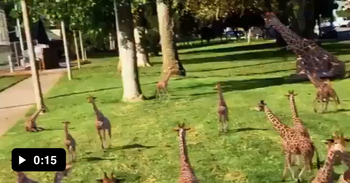 Giraffic Park - 9GAG