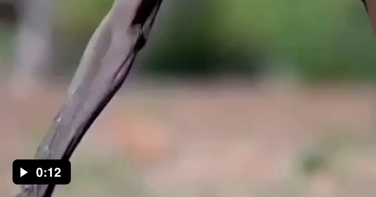 How A hairless Baboon Looks 🤯 - 9GAG