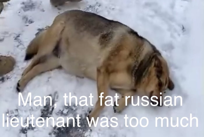 Desperate Bakhmut stray dog - 9GAG