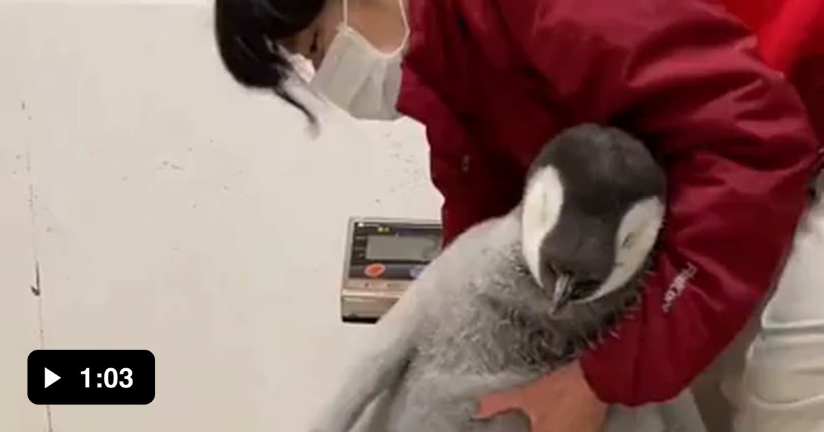 This absolute unit of a baby penguin - 9GAG