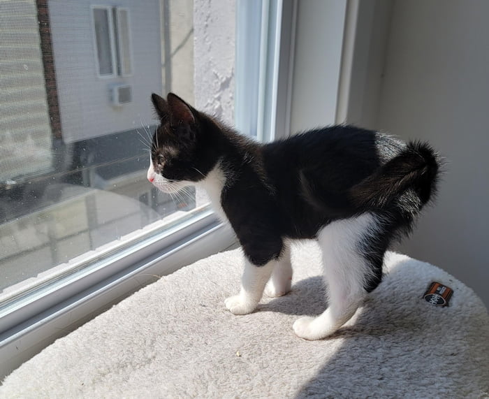 Smol cat. Big world. - 9GAG