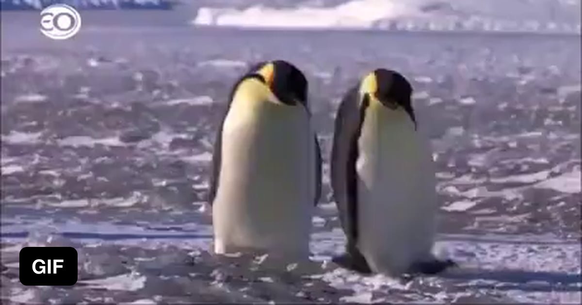 No war, no politics. Just penguins. Have a nice day. - 9GAG