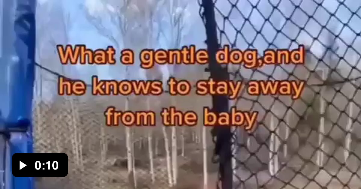 A gentle dog - 9GAG